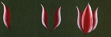 Pinceladas de pintura popular - Manos Maravillosas
